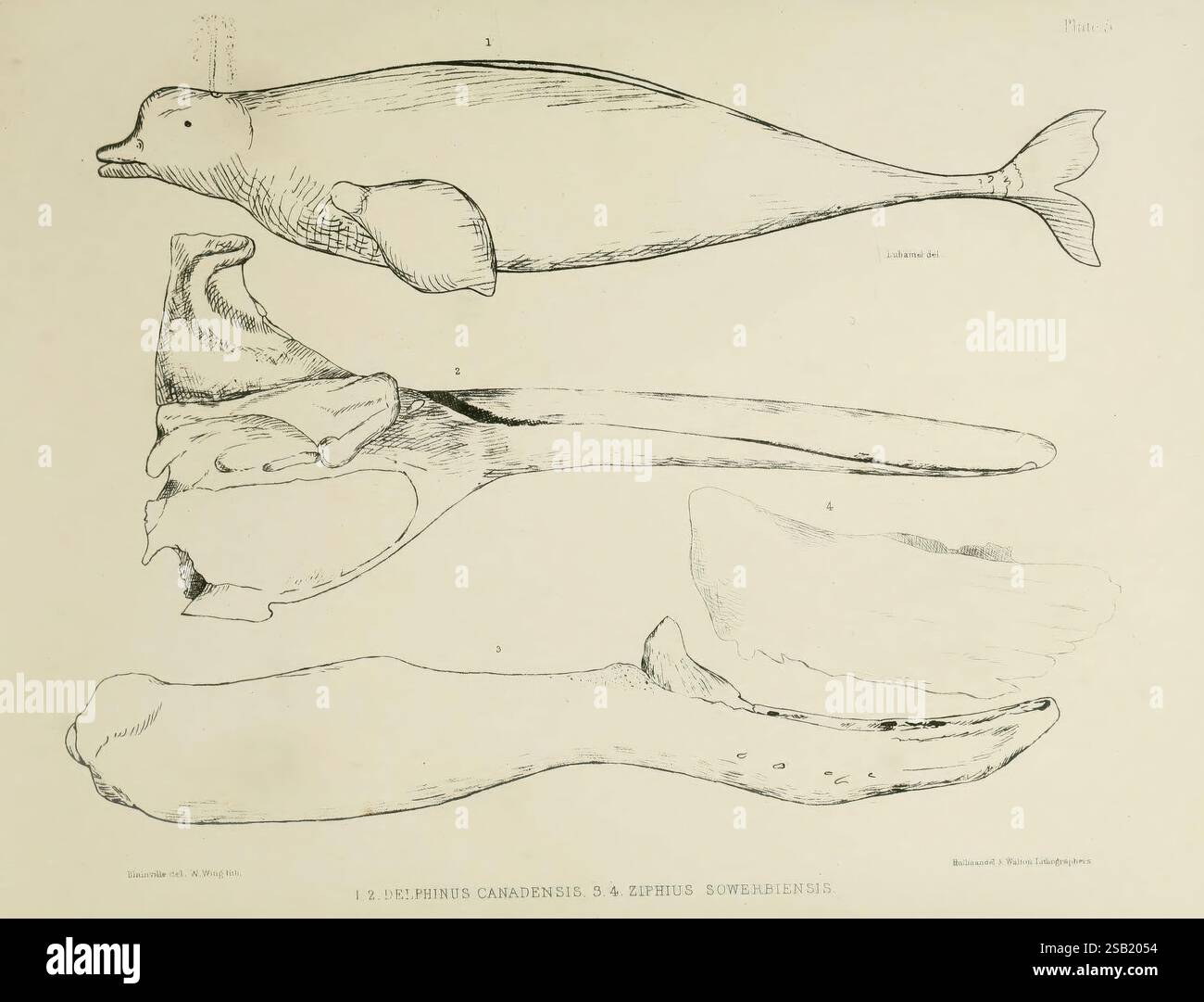 The zoology of the voyage of the H.M.S. Erebus & Terror London, E. W ...
