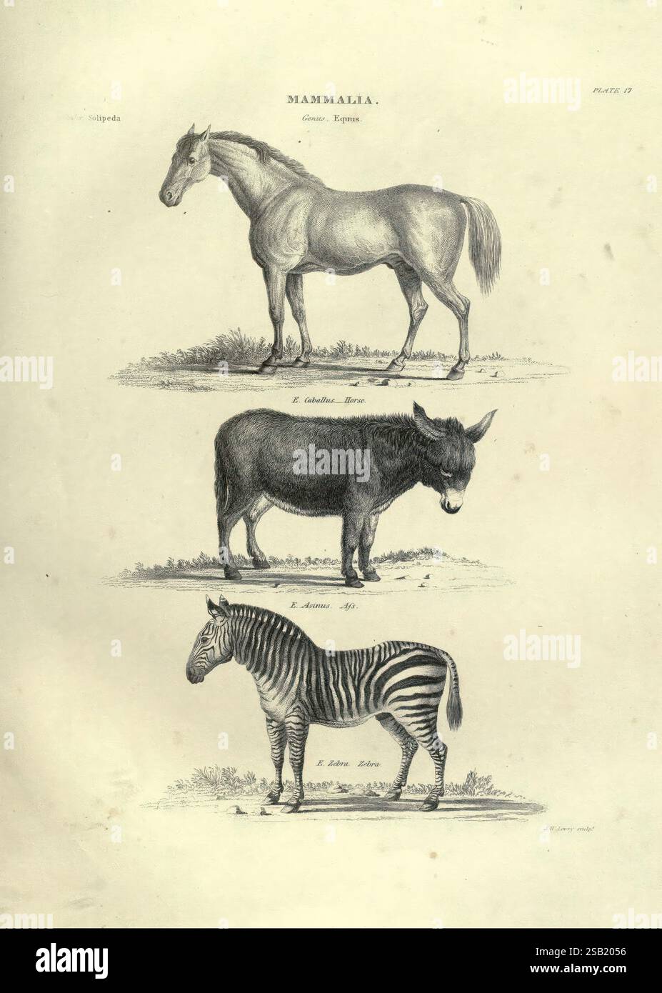 Illustration features three distinct mammals hi-res stock photography ...