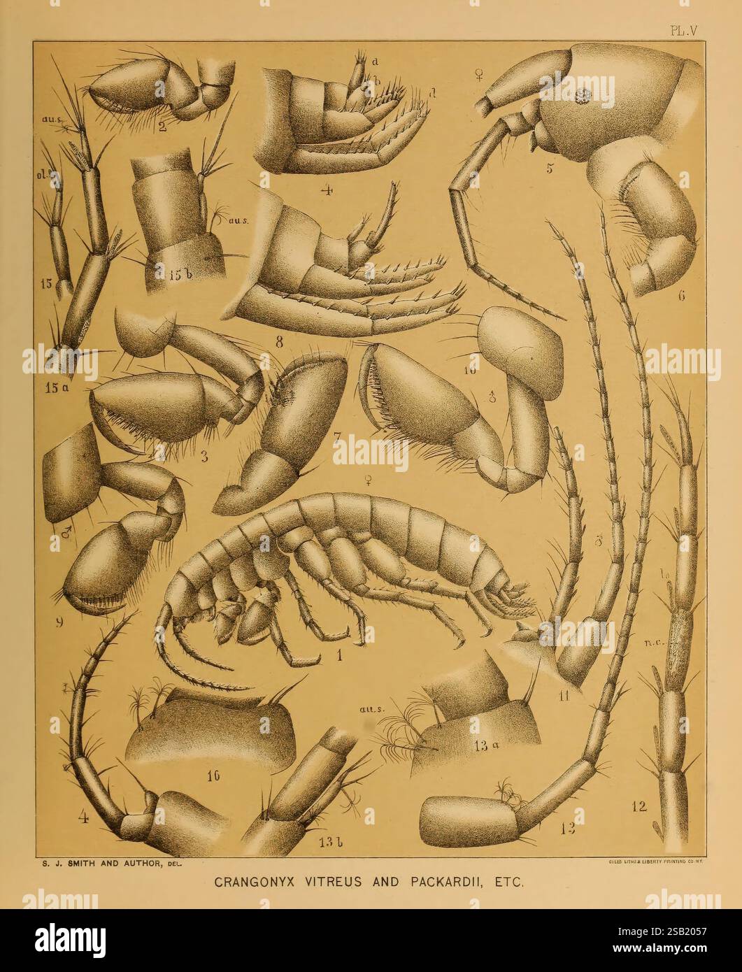 The cave fauna of North America, Washington, National Academy of ...