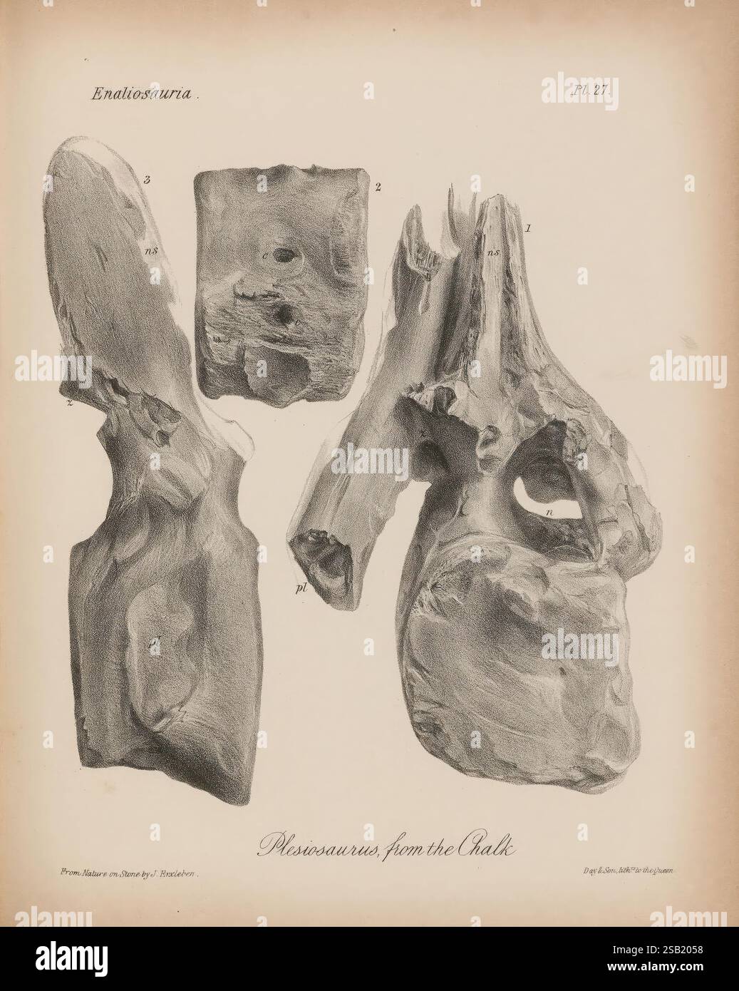 Group enaliosauria hi-res stock photography and images - Alamy