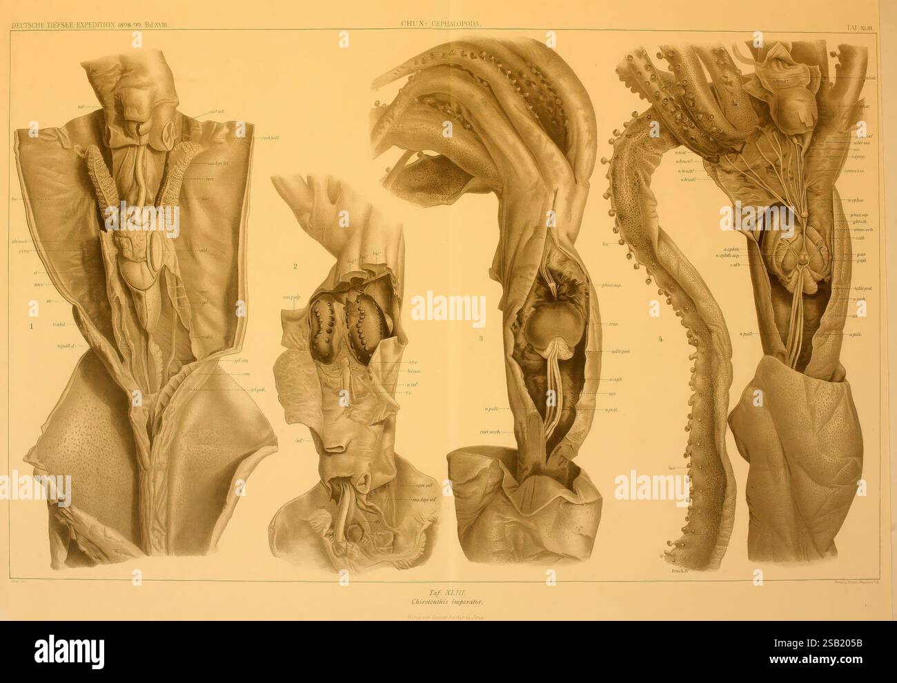 Die Cephalopoden, Bd. 18, T. 1 Atlas, Jena, G. Fischer, 1910-1915 ...
