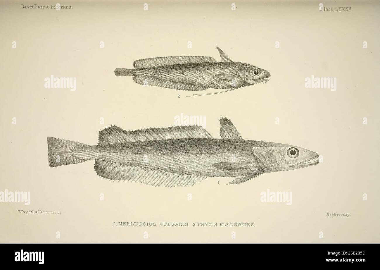 Slightly different fin structure hi-res stock photography and images ...