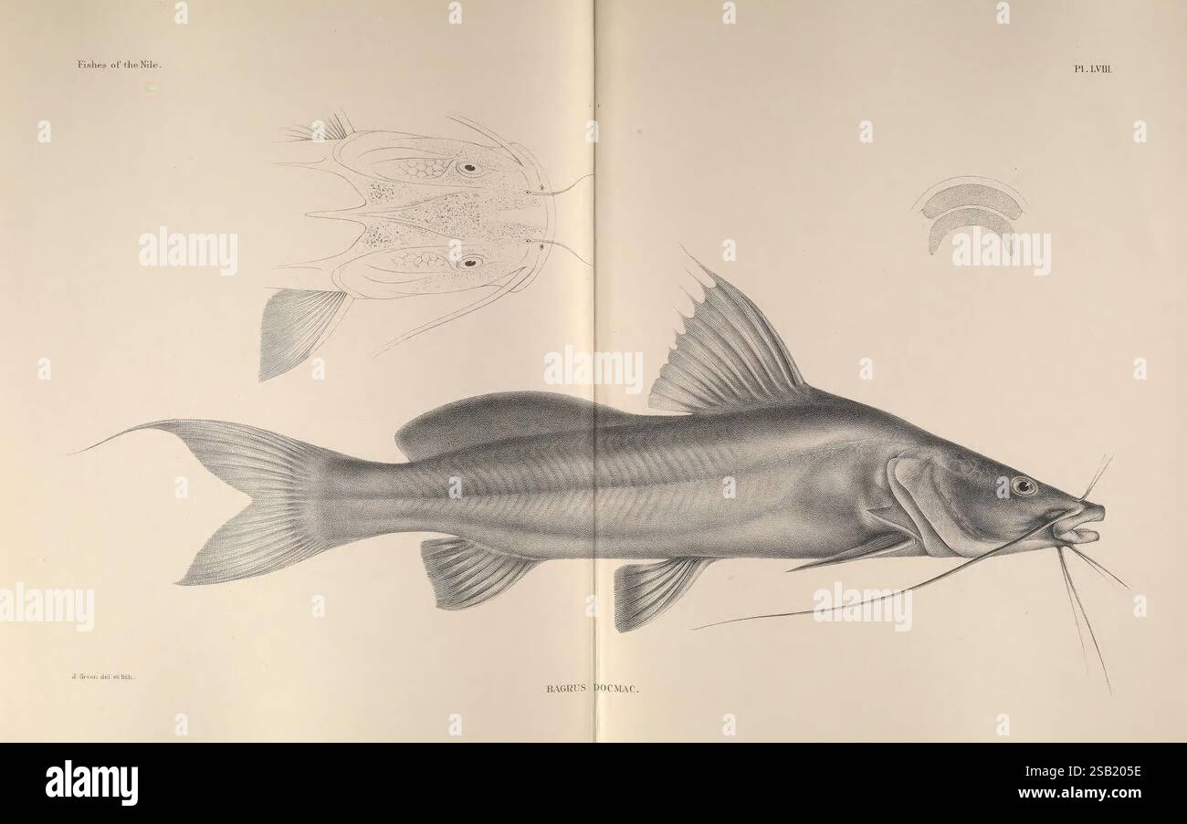 The fishes of the Nile London 1907 Egypt Fishes Bagrid Docmac, The ...