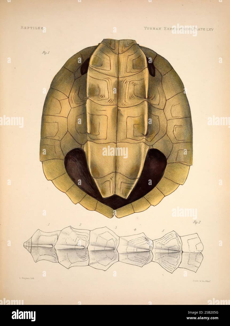 Detailed sketches illustrate variations hi-res stock photography and ...