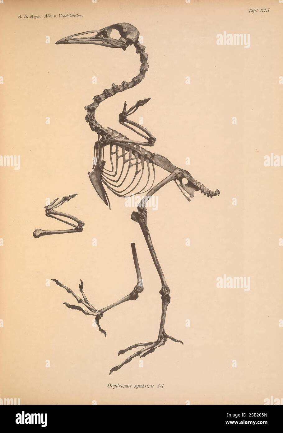 Birds musculoskeletal system hi-res stock photography and images - Alamy