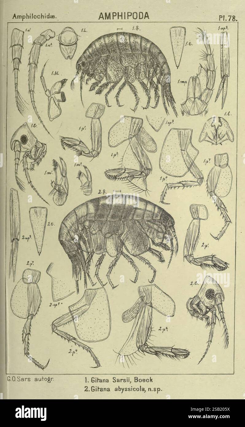 Creatures physical characteristics hi-res stock photography and images ...