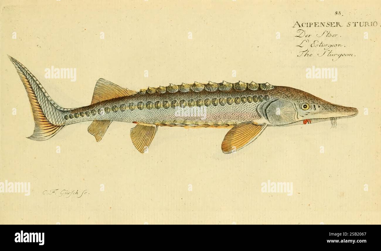 Ichthyologie ou Histoire naturelle des poissons, Berlin, Chez l'auteur ...