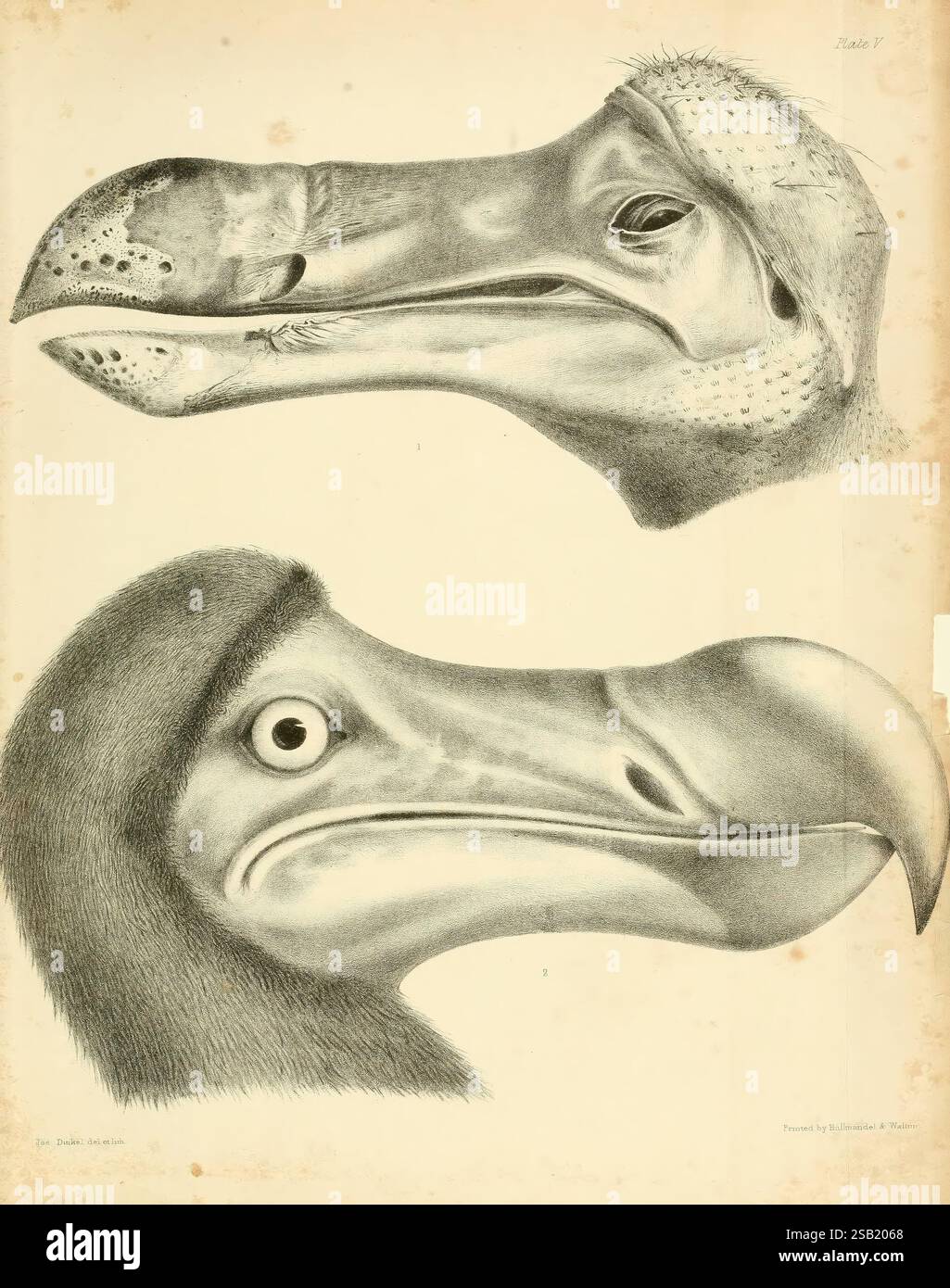 Artistic renderings capture hi-res stock photography and images - Alamy