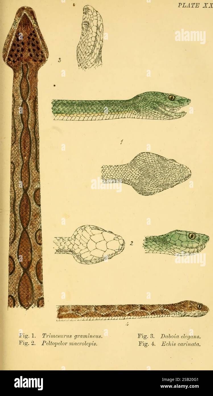 Four distinct snake species hi-res stock photography and images - Alamy