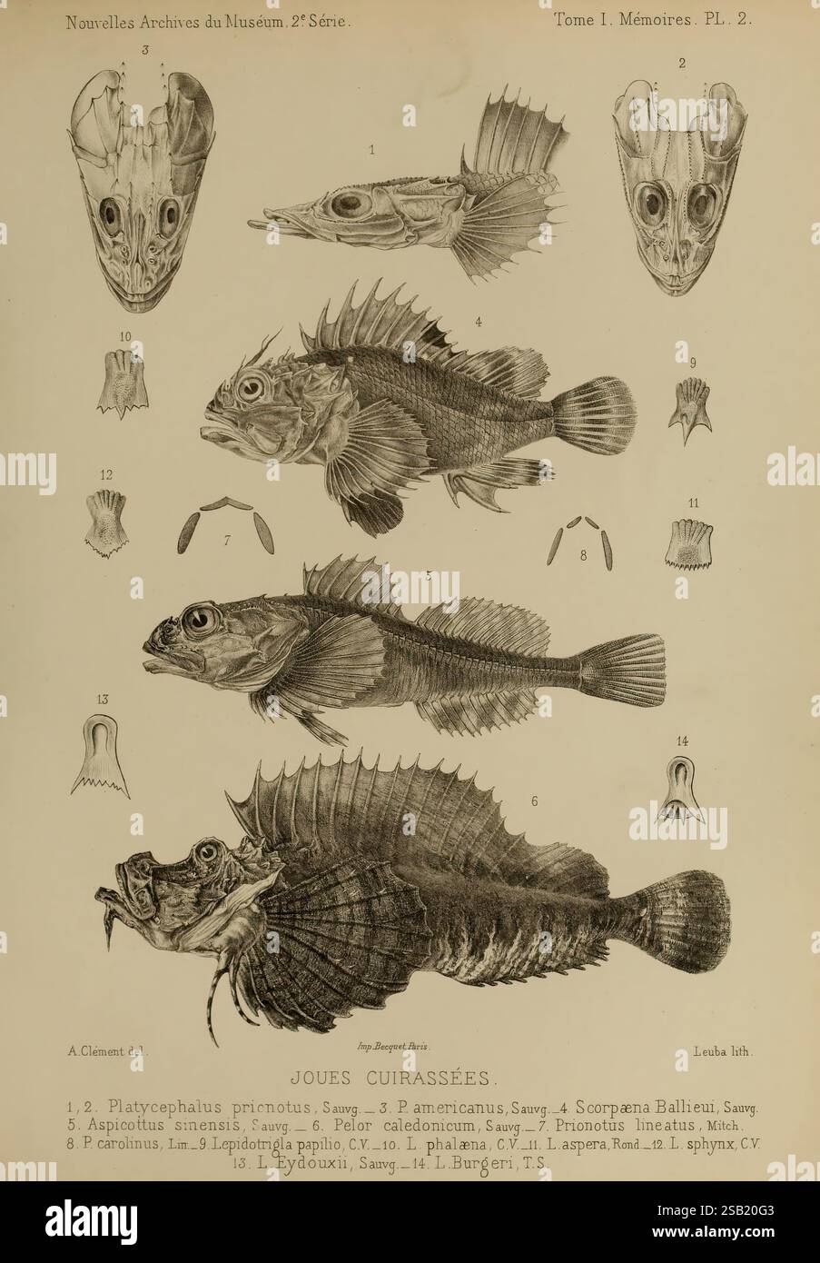 Identifying various bone formations hi-res stock photography and images ...