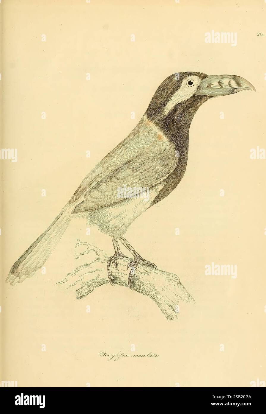 Plumage displays subtle gradients hi-res stock photography and images ...