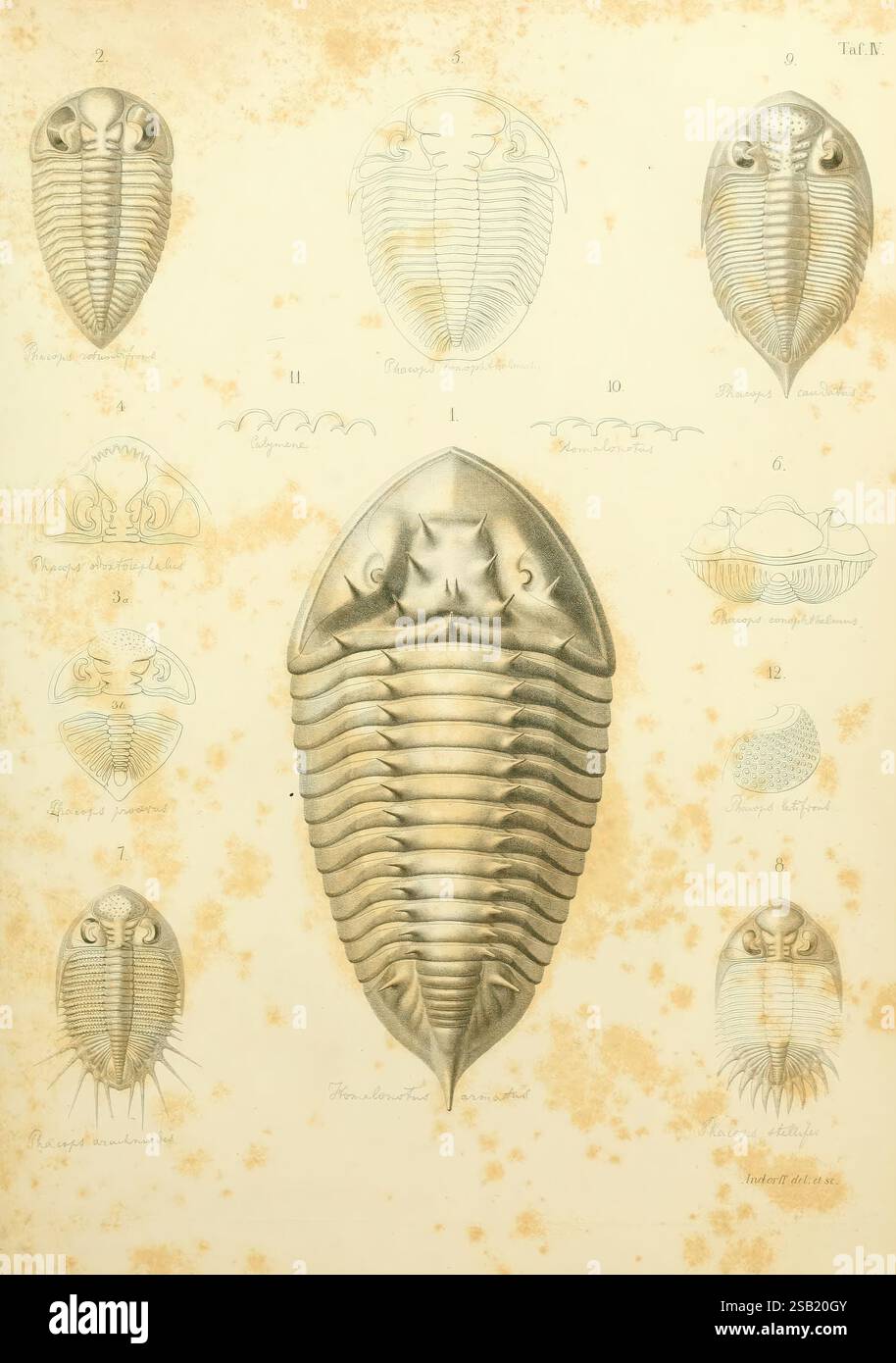 Prominent trilobite hi-res stock photography and images - Alamy