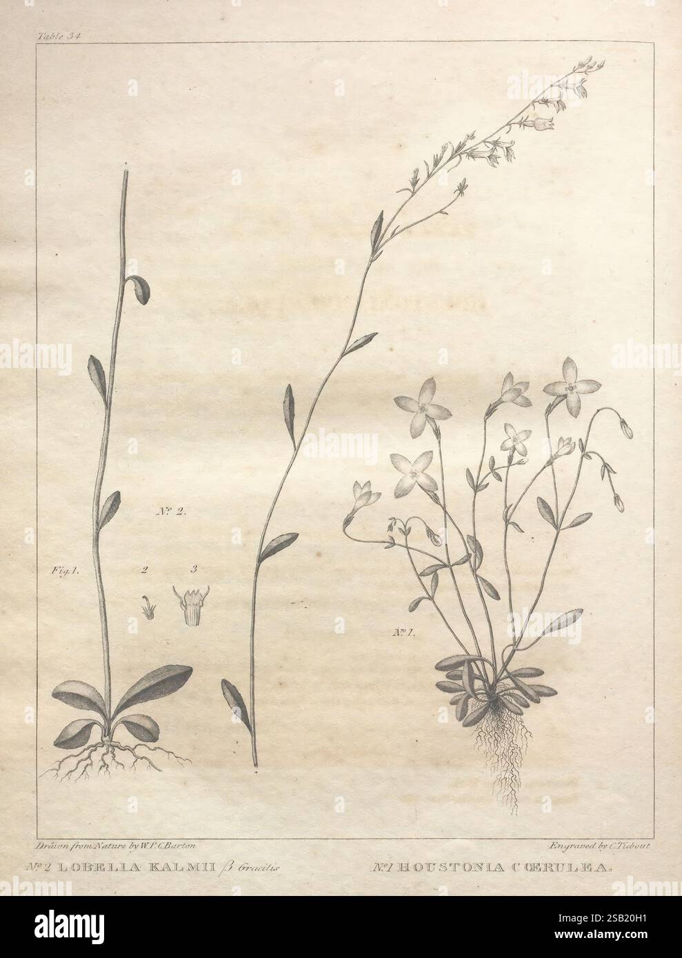 Lobelia kalmi hi-res stock photography and images - Alamy