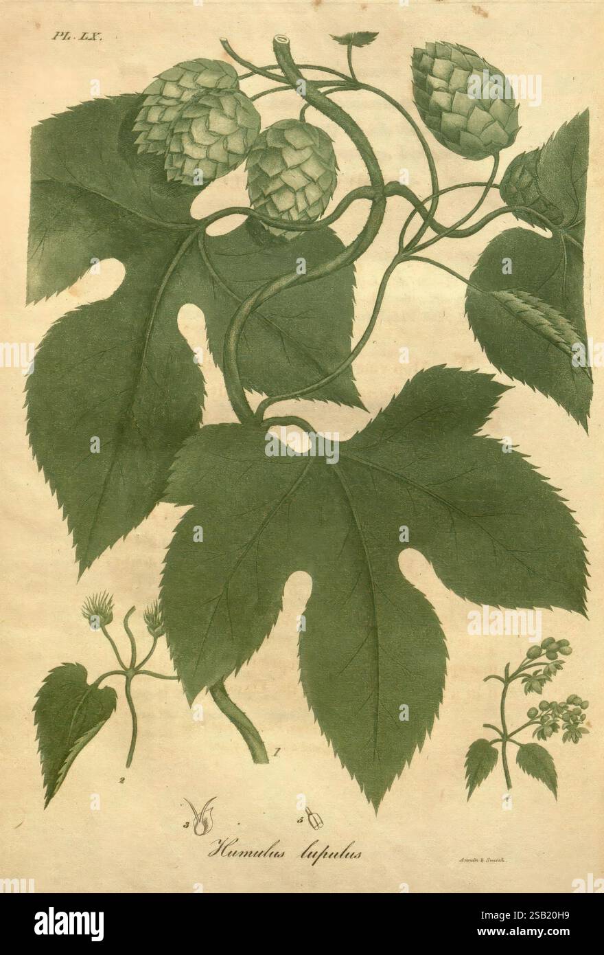 American Medical Botany, Boston: Cummings and Hilliard, 1817-1820 ...