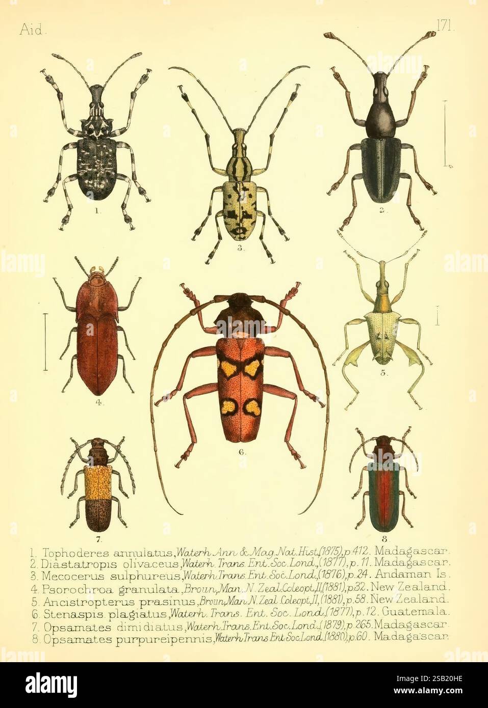 Stenaspis plagiatus hi-res stock photography and images - Alamy