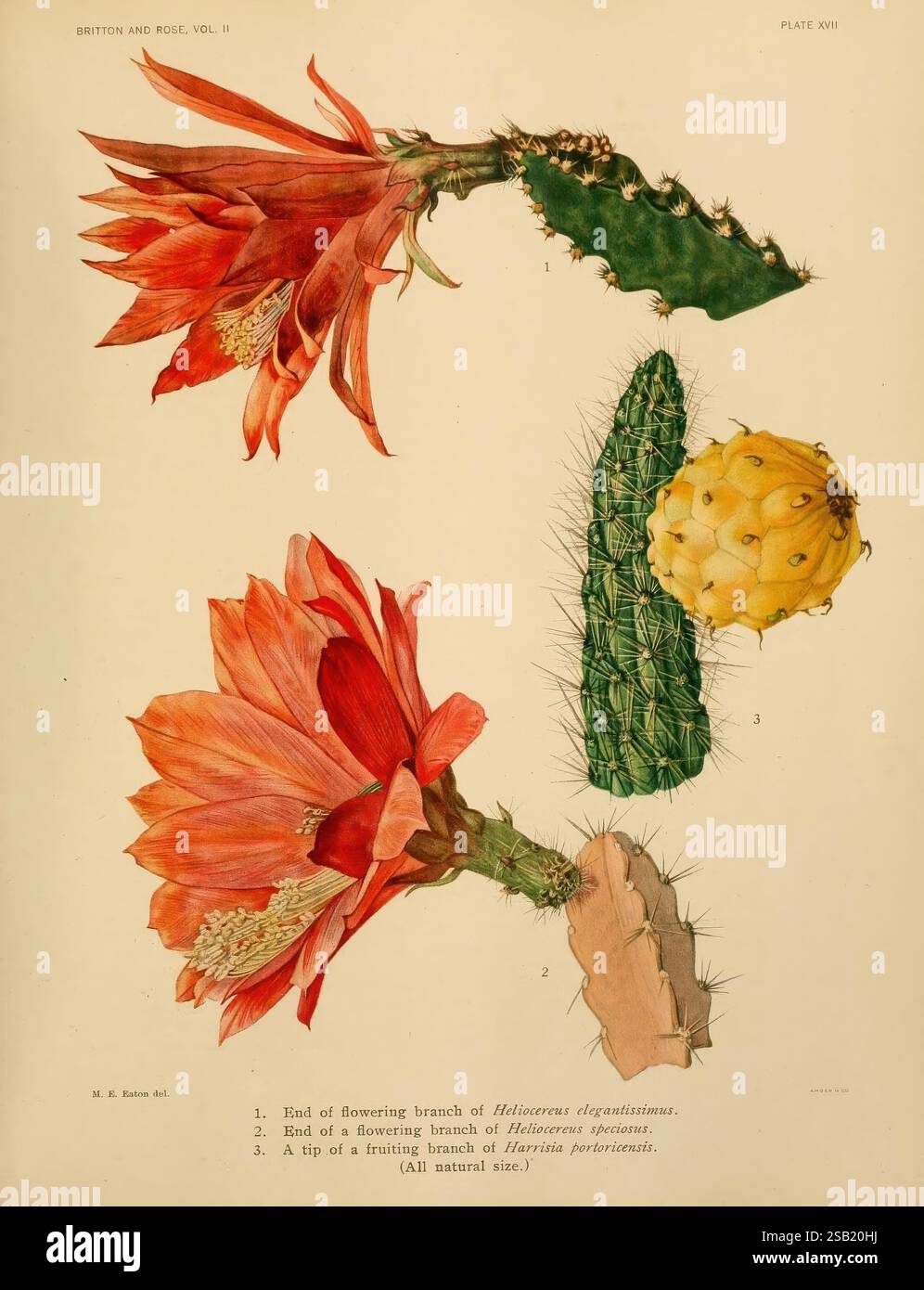 Cactus species heliocereus aequilibratus hi-res stock photography and ...