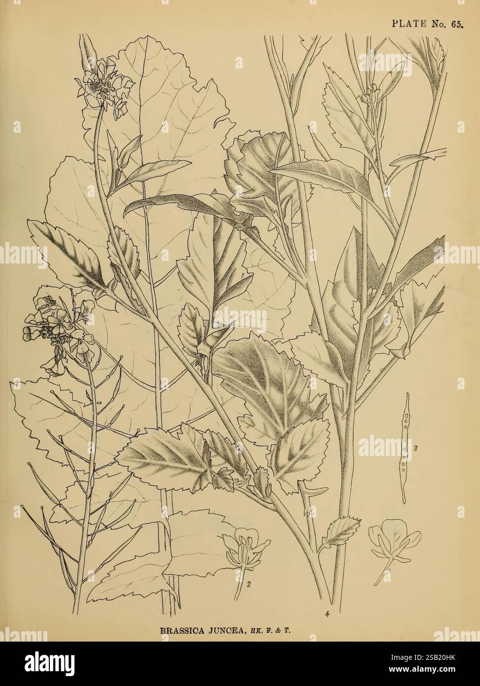 Indian medicinal plants, Bahadurganj, India, Sudhindra Nath Basu ...