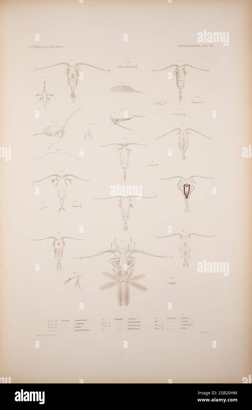 Crustacea Philadelphia Printed by C. Sherman 1852-55 [i.e. 1861 ...