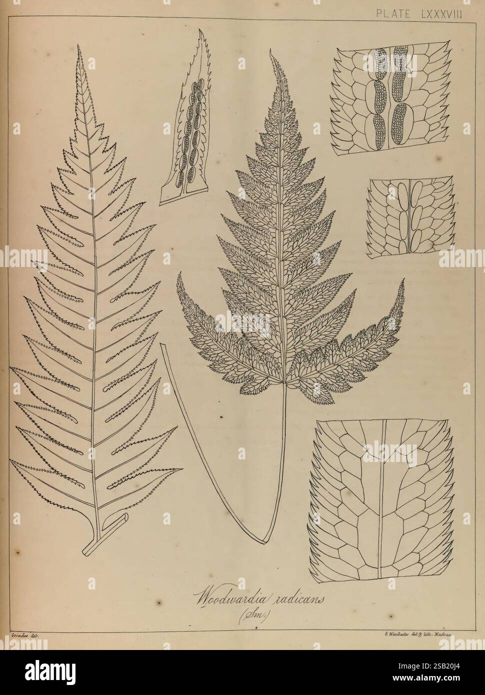 Highlight various morphological characteristics hi-res stock ...