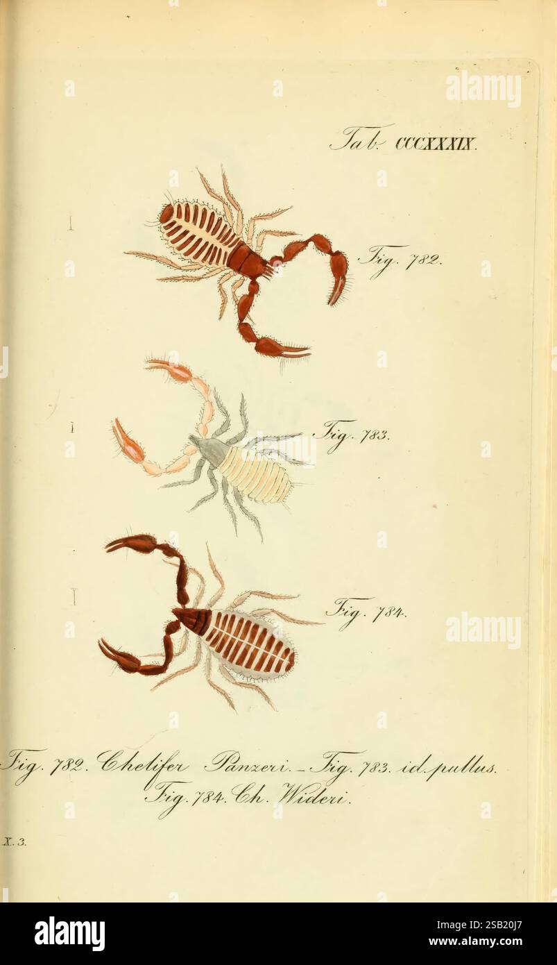 Different scorpion species hi-res stock photography and images - Alamy