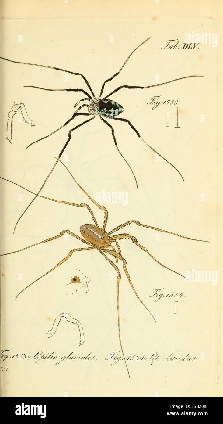 Two spiders labeled hi-res stock photography and images - Alamy