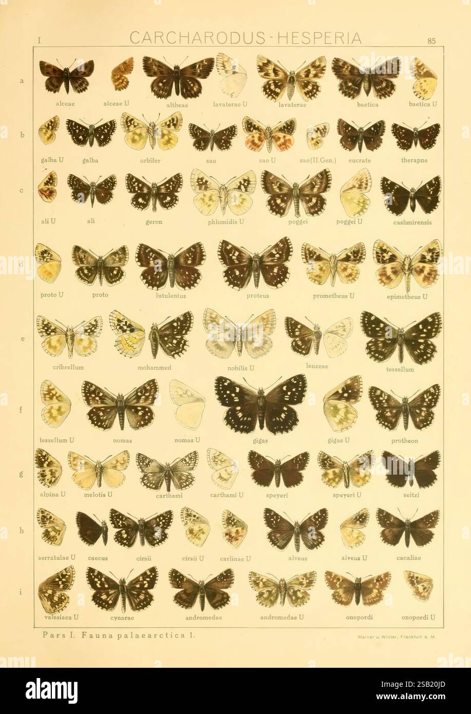 The Macrolepidoptera of the world, Stuttgart, Seitz'schen (Kernen ...