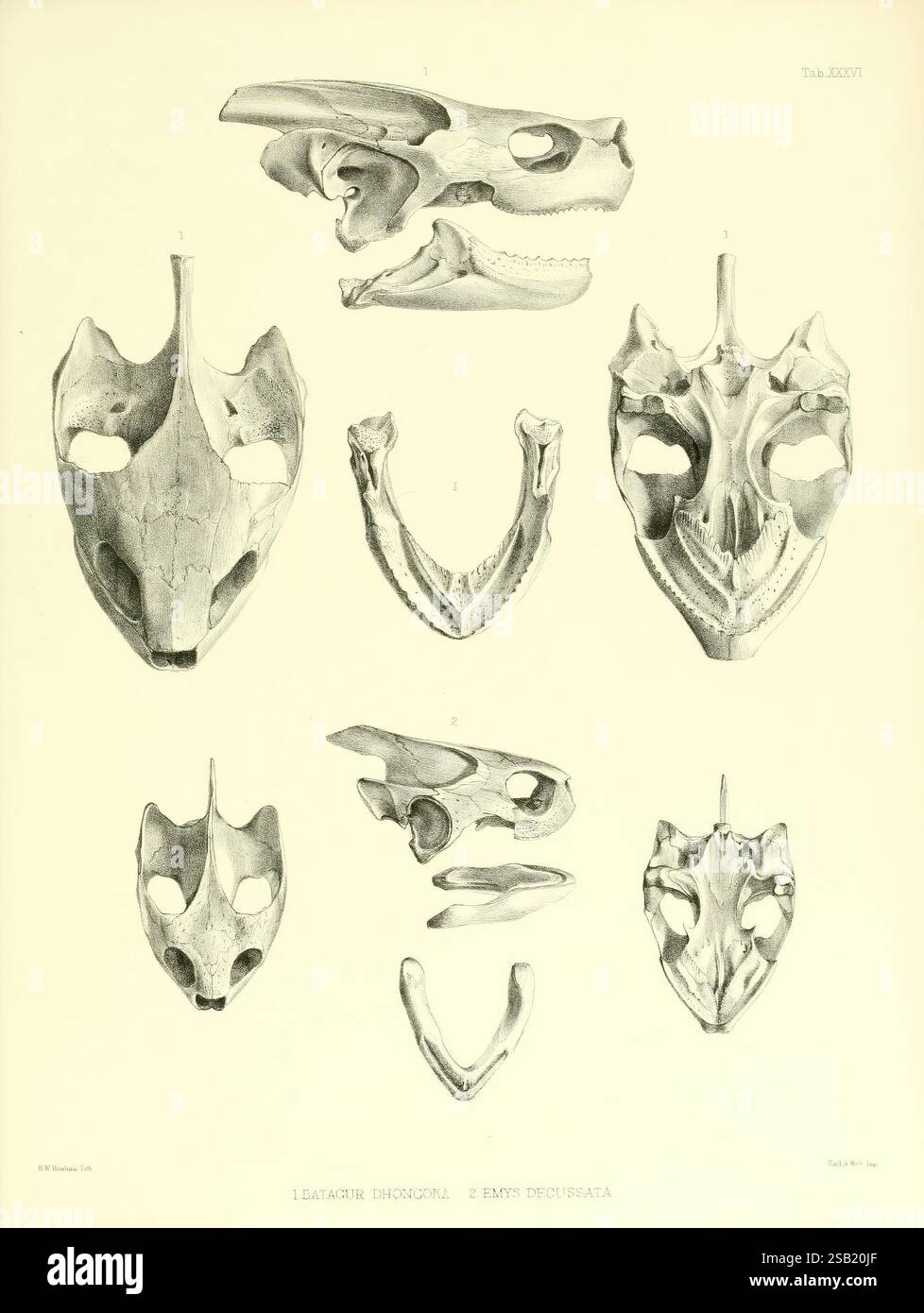 Emphasize jaw structures hi-res stock photography and images - Alamy