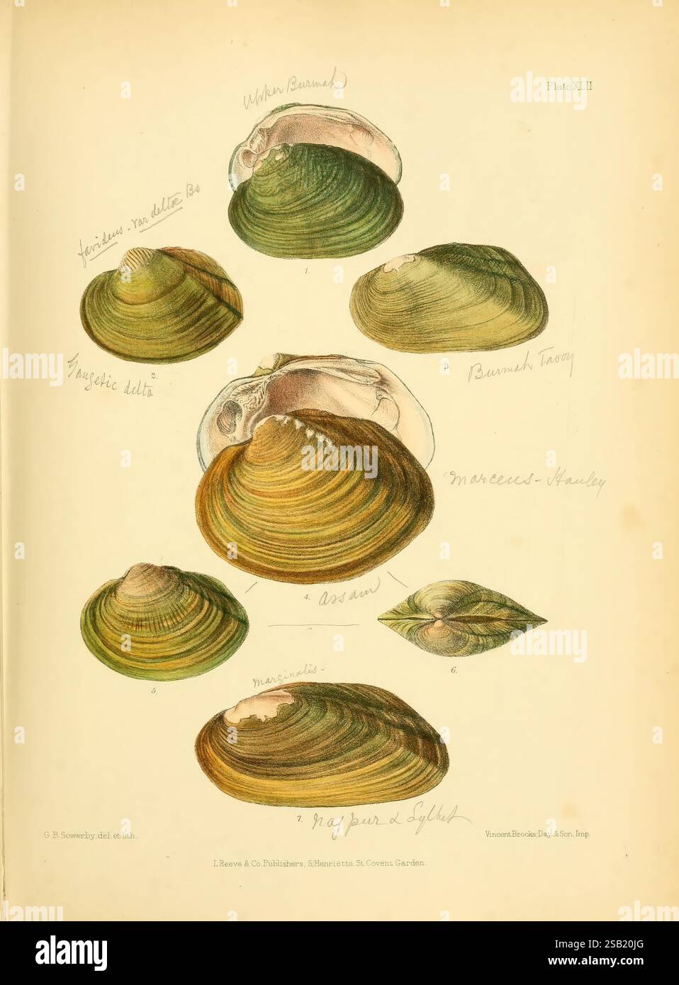 Walnut barnacle hi-res stock photography and images - Alamy