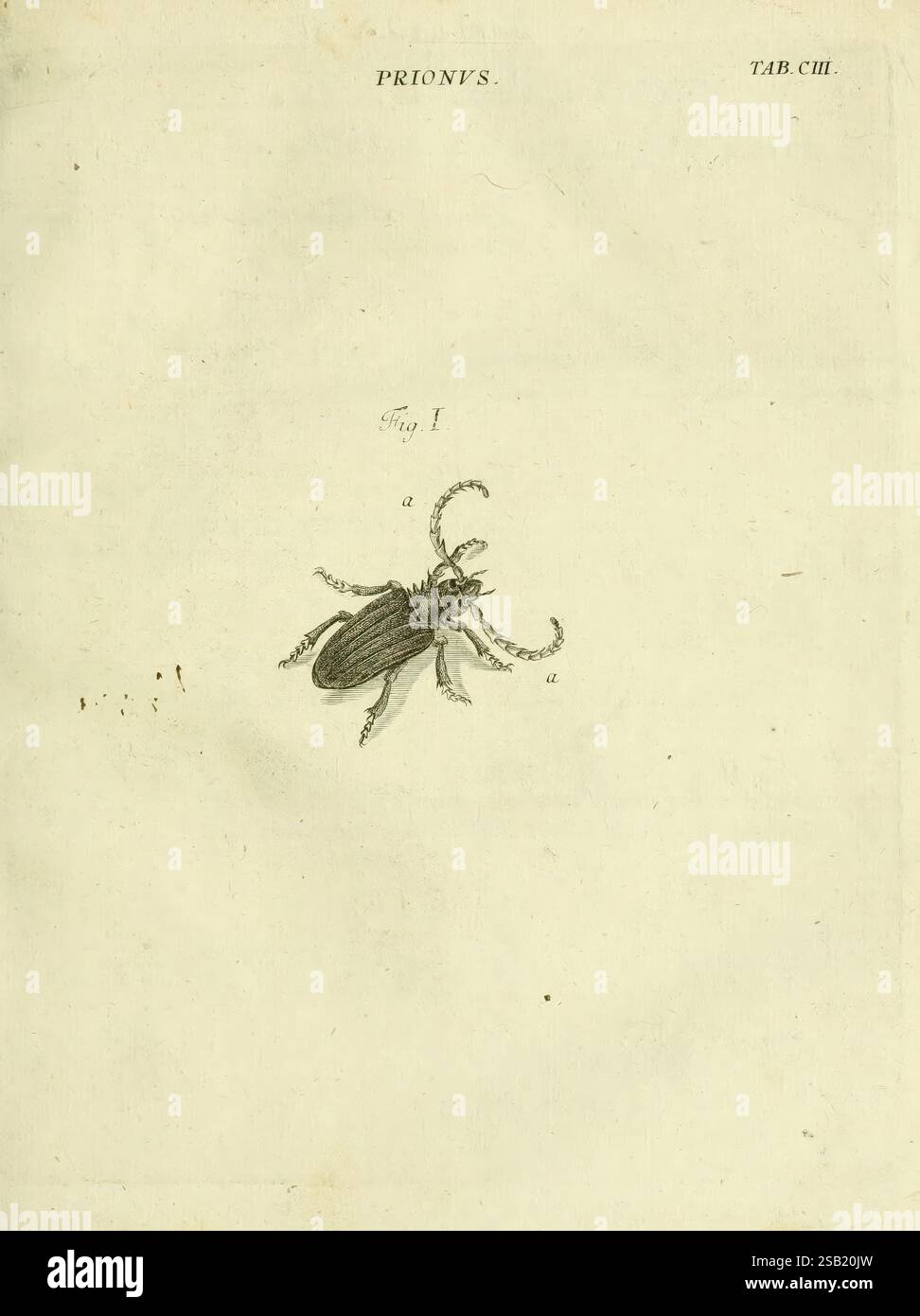 Iacobi Christiani Shaefferi Icones insectorvm circa Ratisbonam ...