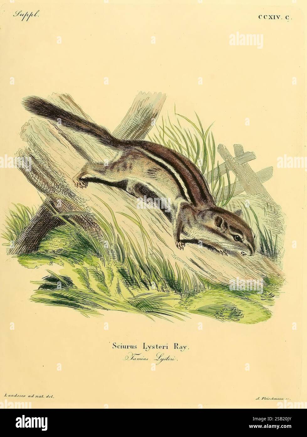 Sciurus lysteri ray hi-res stock photography and images - Alamy
