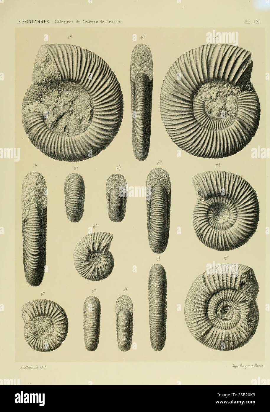 Description, de, ammonites, des, calcaires, du, château, de, Crussol ...
