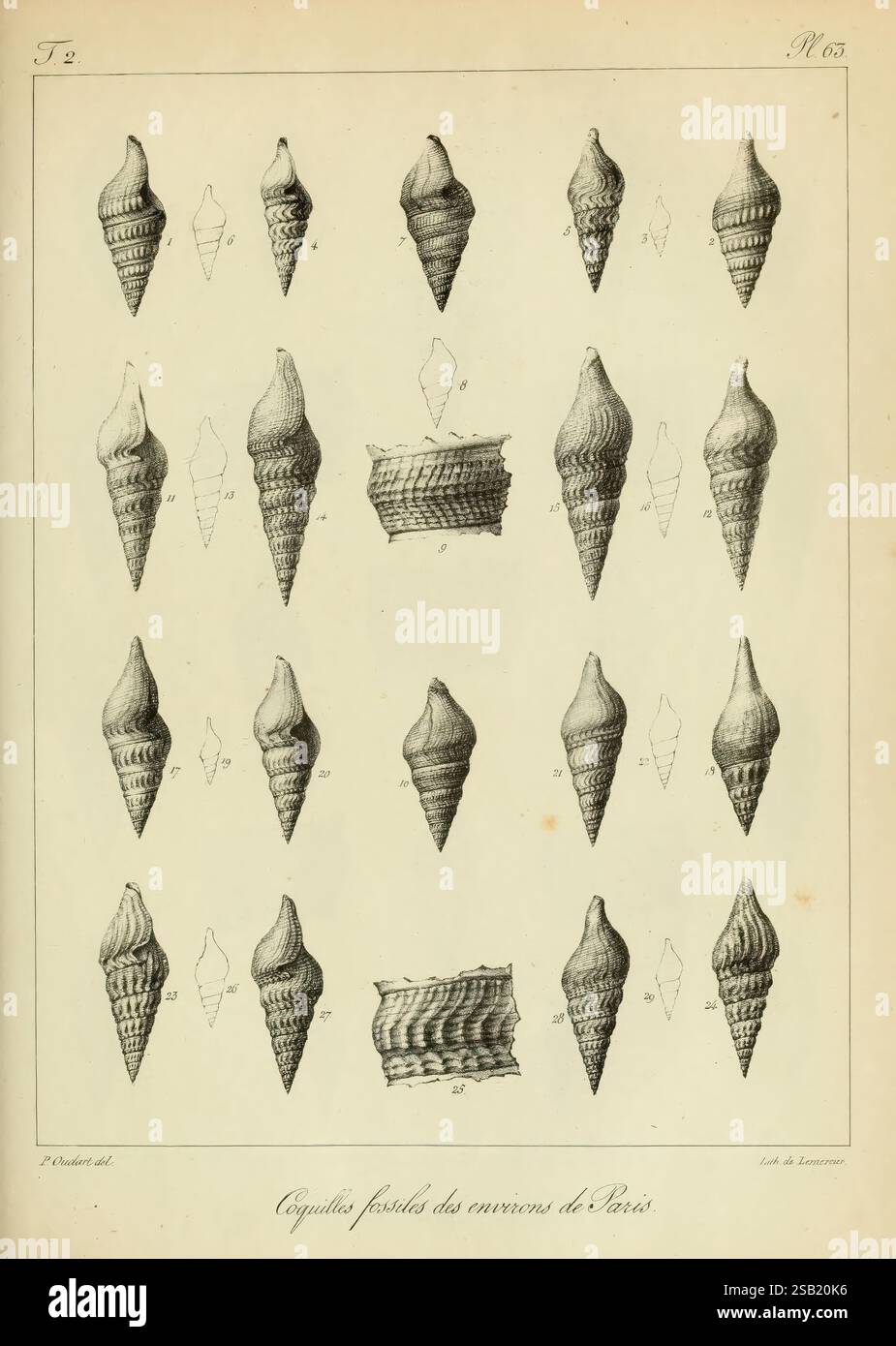 Mollusk identification guides hi-res stock photography and images - Alamy