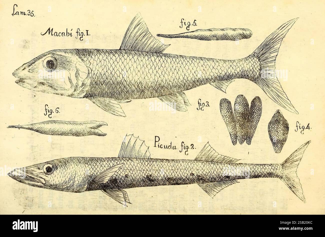 Descripción de diferentes piezas de historia natural las más del ramo ...