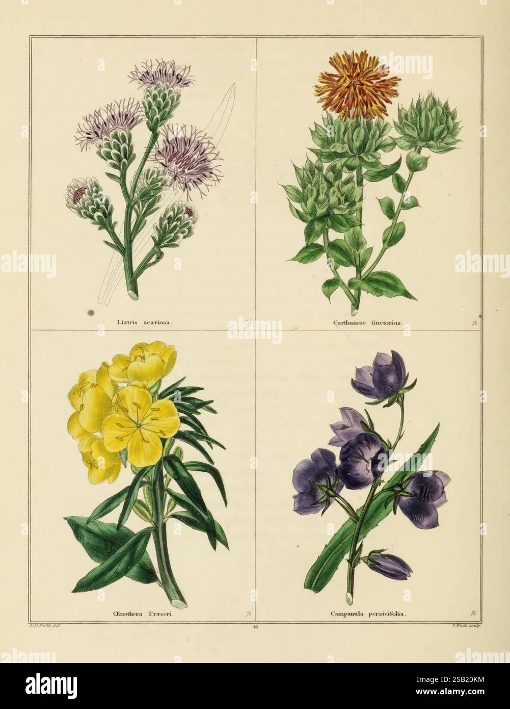 Bottom right showcases bright yellow flowers hi-res stock photography ...