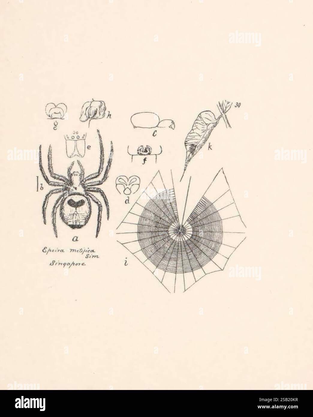 Scientific Spider Drawing