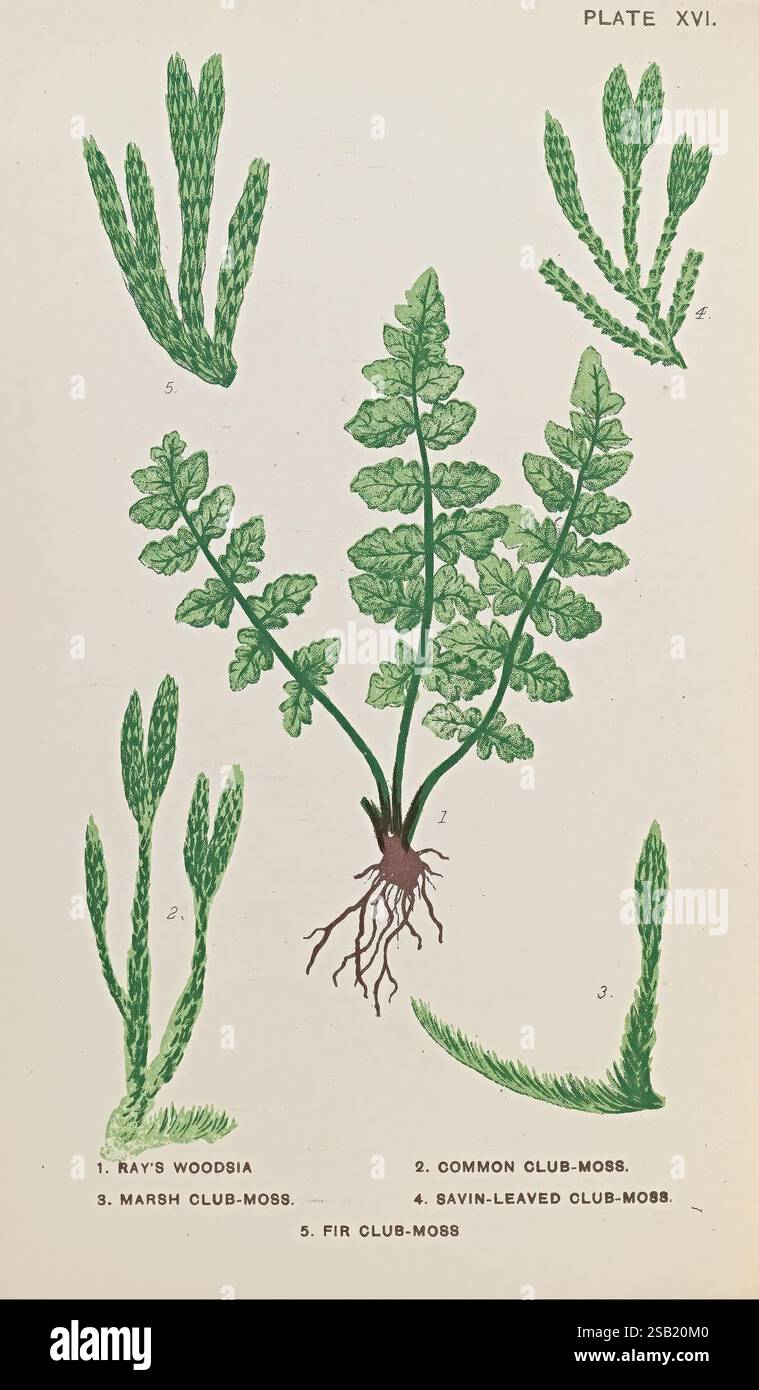 This illustration features a variety of clubmoss species and their ...