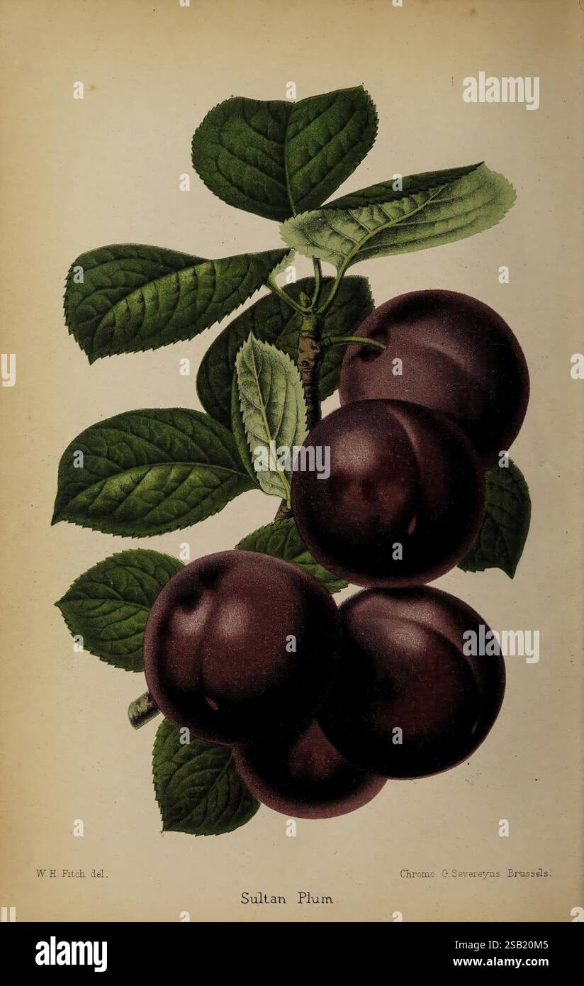 Sultan plums hi-res stock photography and images - Alamy