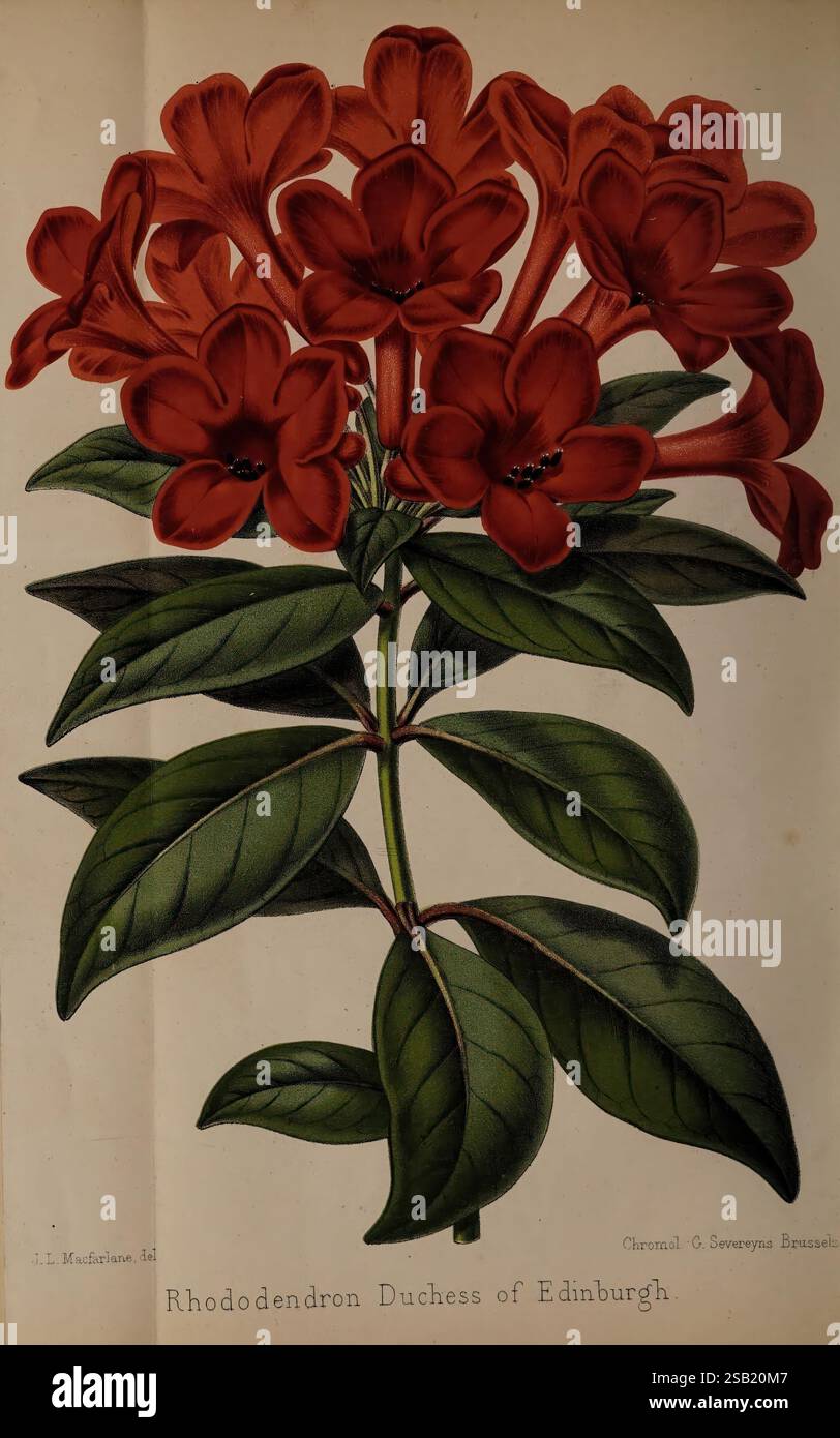 Elongated stems support hi-res stock photography and images - Alamy