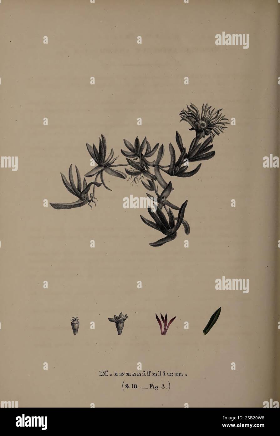 The illustration features a detailed botanical study of the plant ...