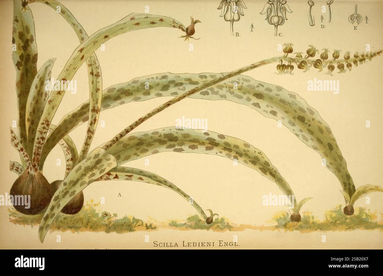 Gartenflora, Erlangen, F. Enke, 1852-1940, botany, gardening, Germany ...