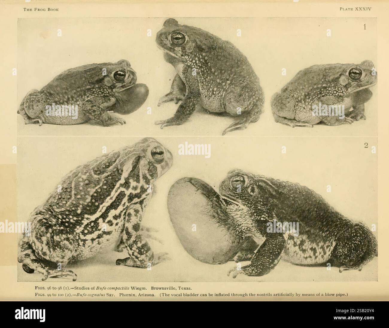 Bufo compactilis hi-res stock photography and images - Alamy