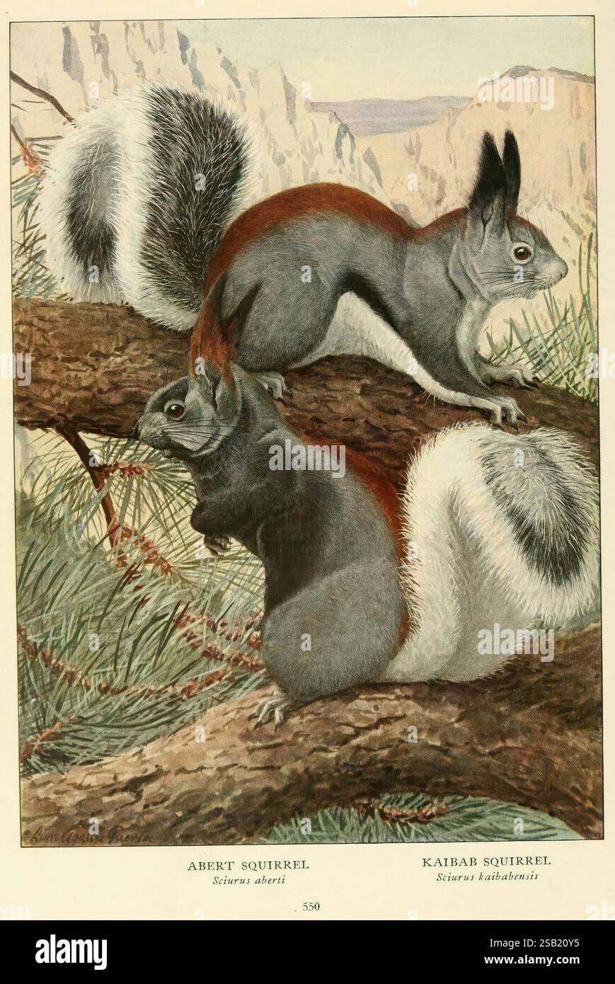 Wild animals of North America Washington, D.C. Mammals North America ...