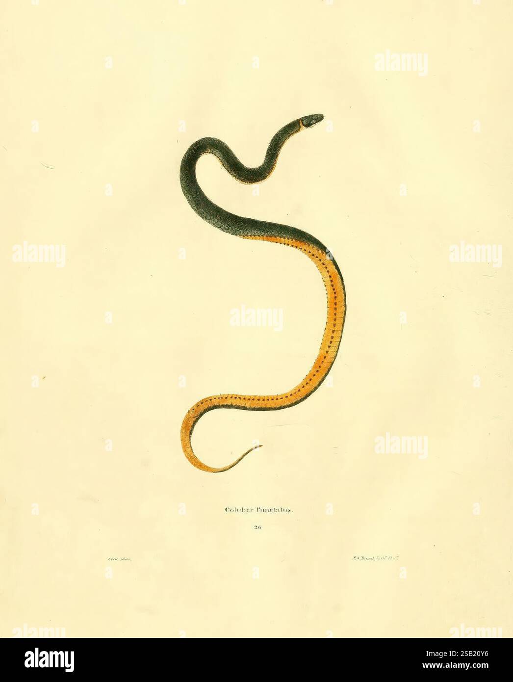 North American herpetology, v.2, Philadelphia, J. Dobson, 1836-1840 ...