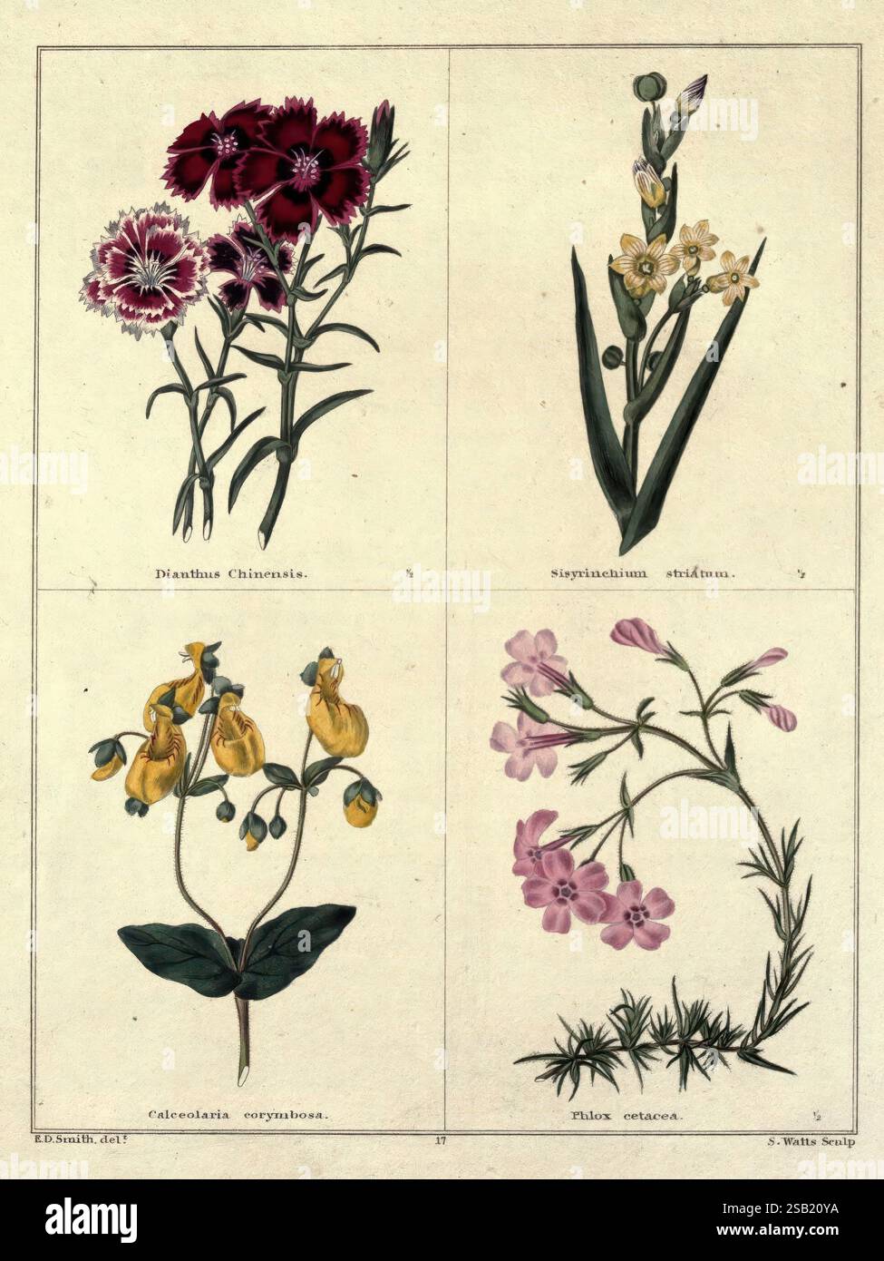 The Botanic Garden London Simpkin & Marshall 1825- Botany Floriculture ...