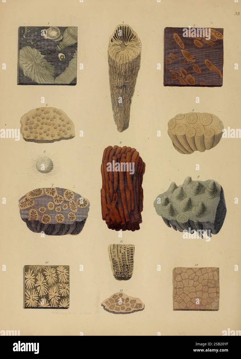A, pictorial, atlas, of, fossil, remains, 1850, paleontology, pictorial ...