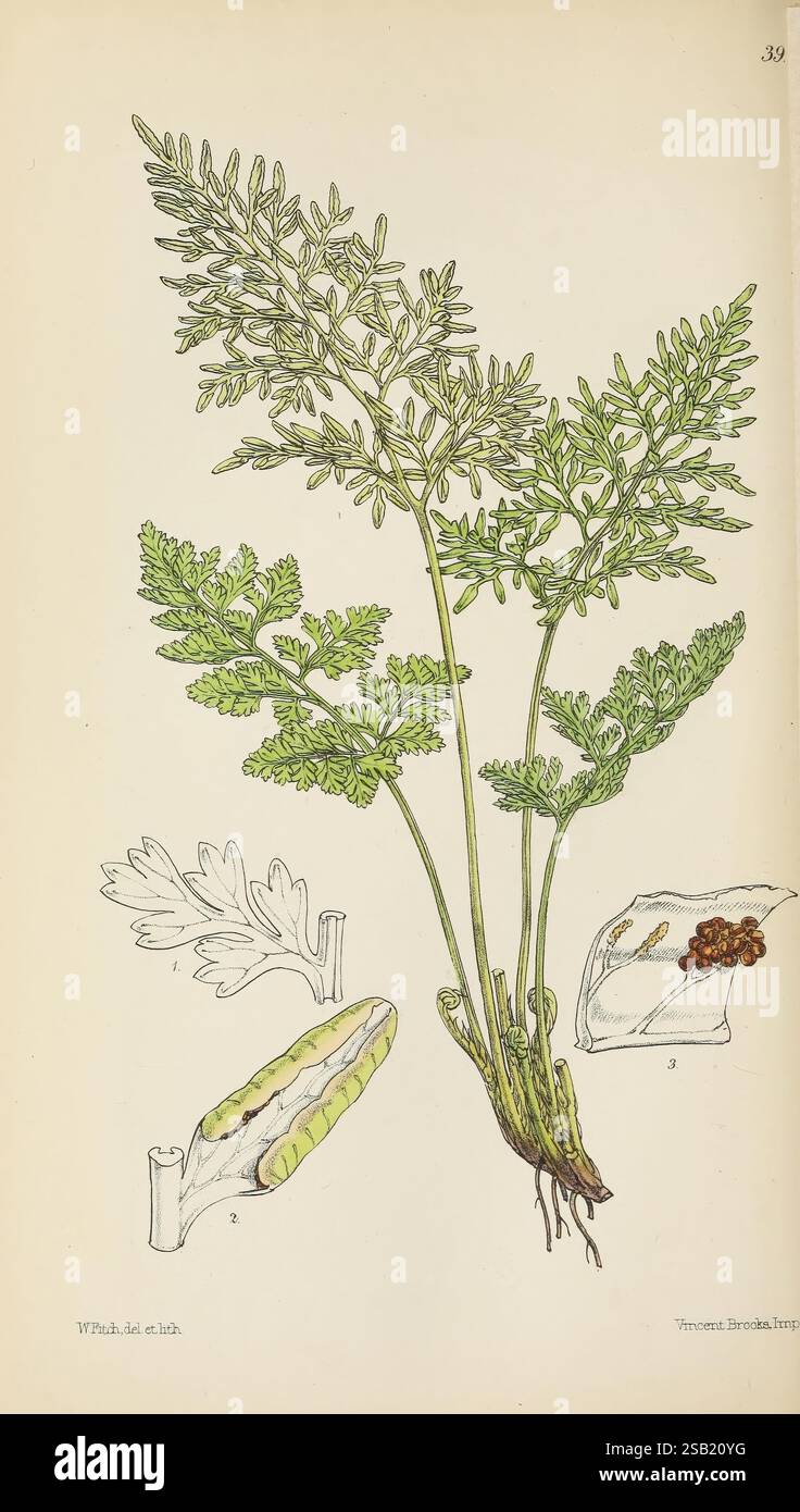 The British ferns, or Coloured figures and descriptions with the ...