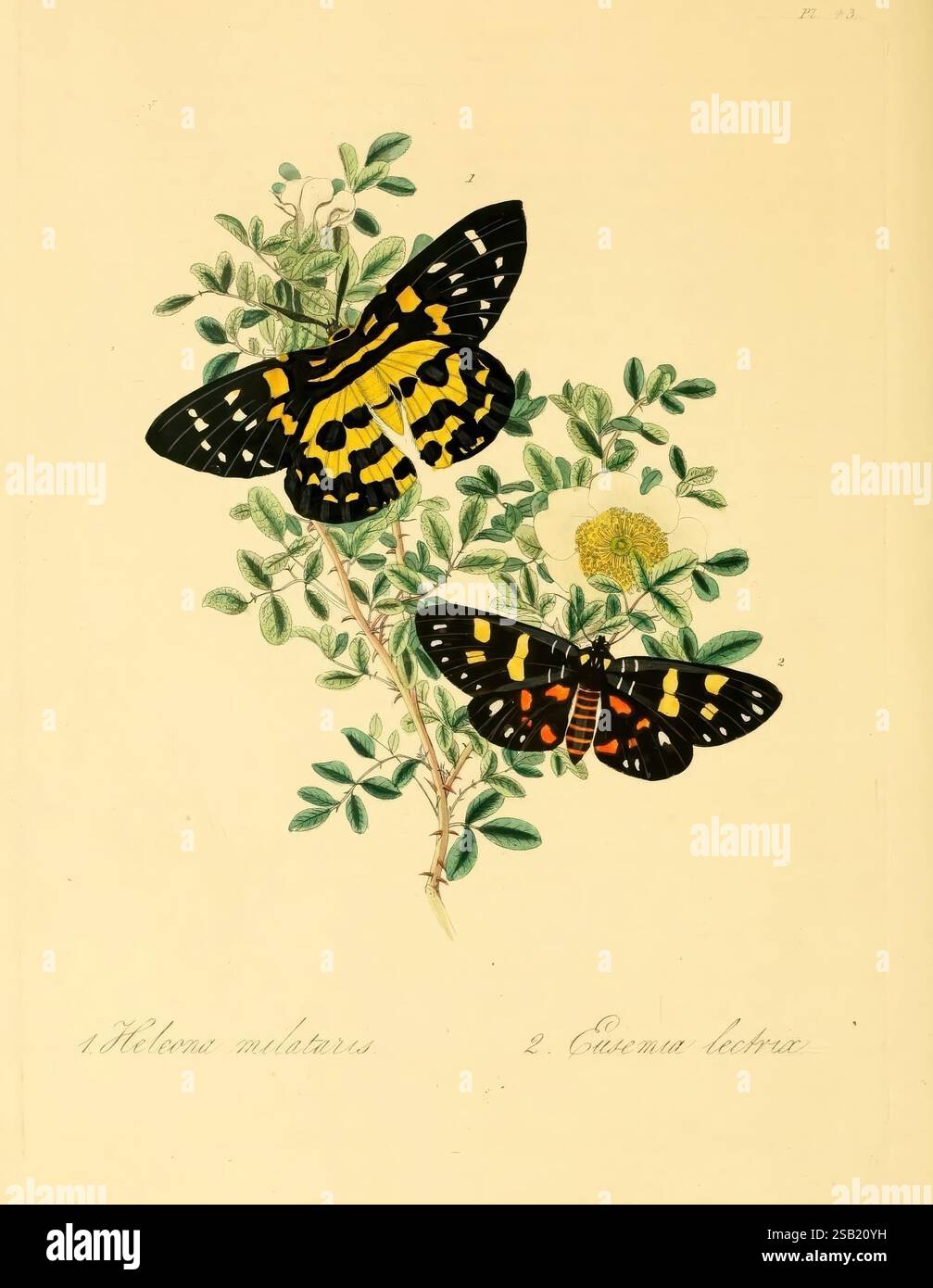 Natural history of the insects of China, 1842, China, insects ...