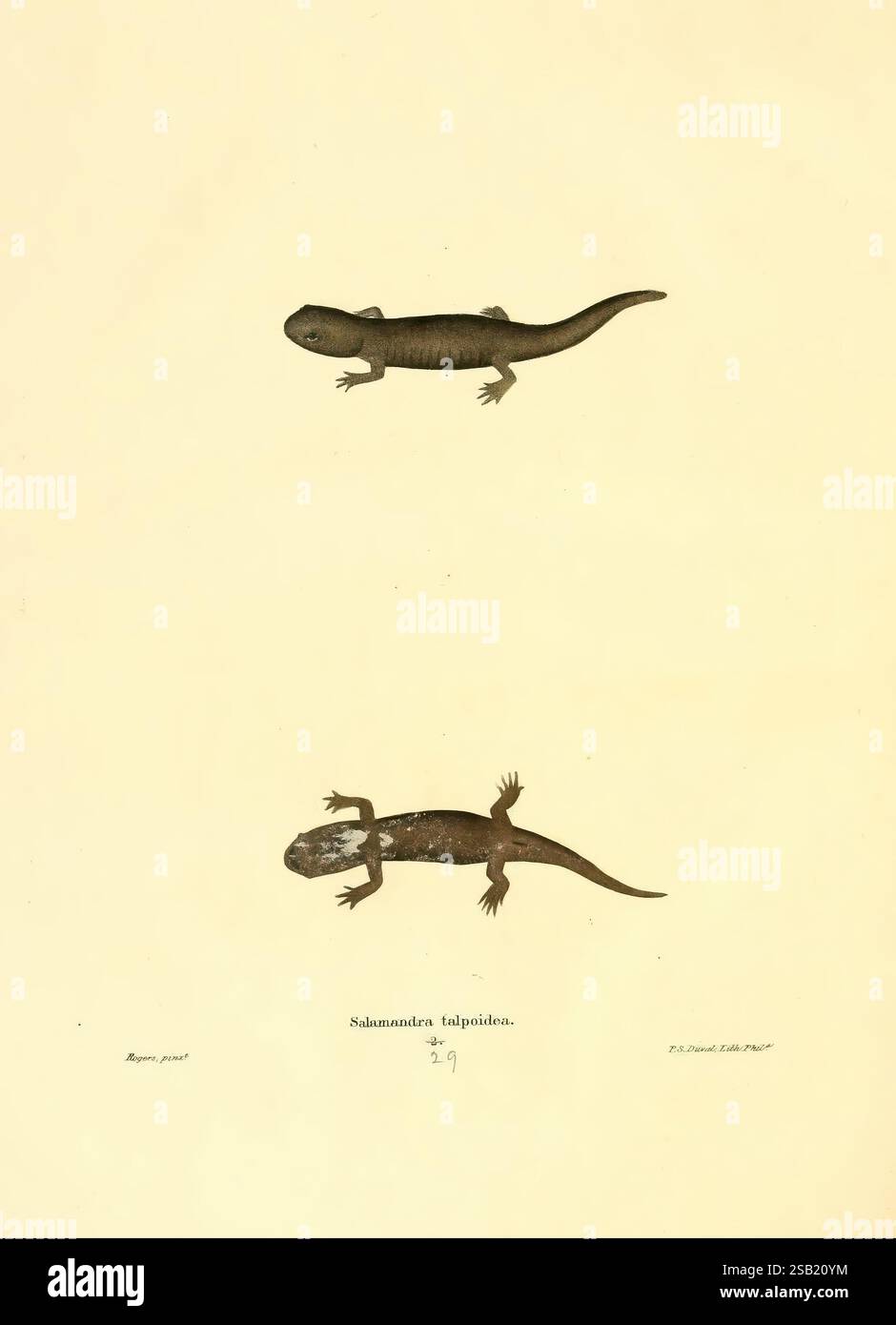 North American herpetology, Philadelphia, J. Dobson, 1836-1840, United ...
