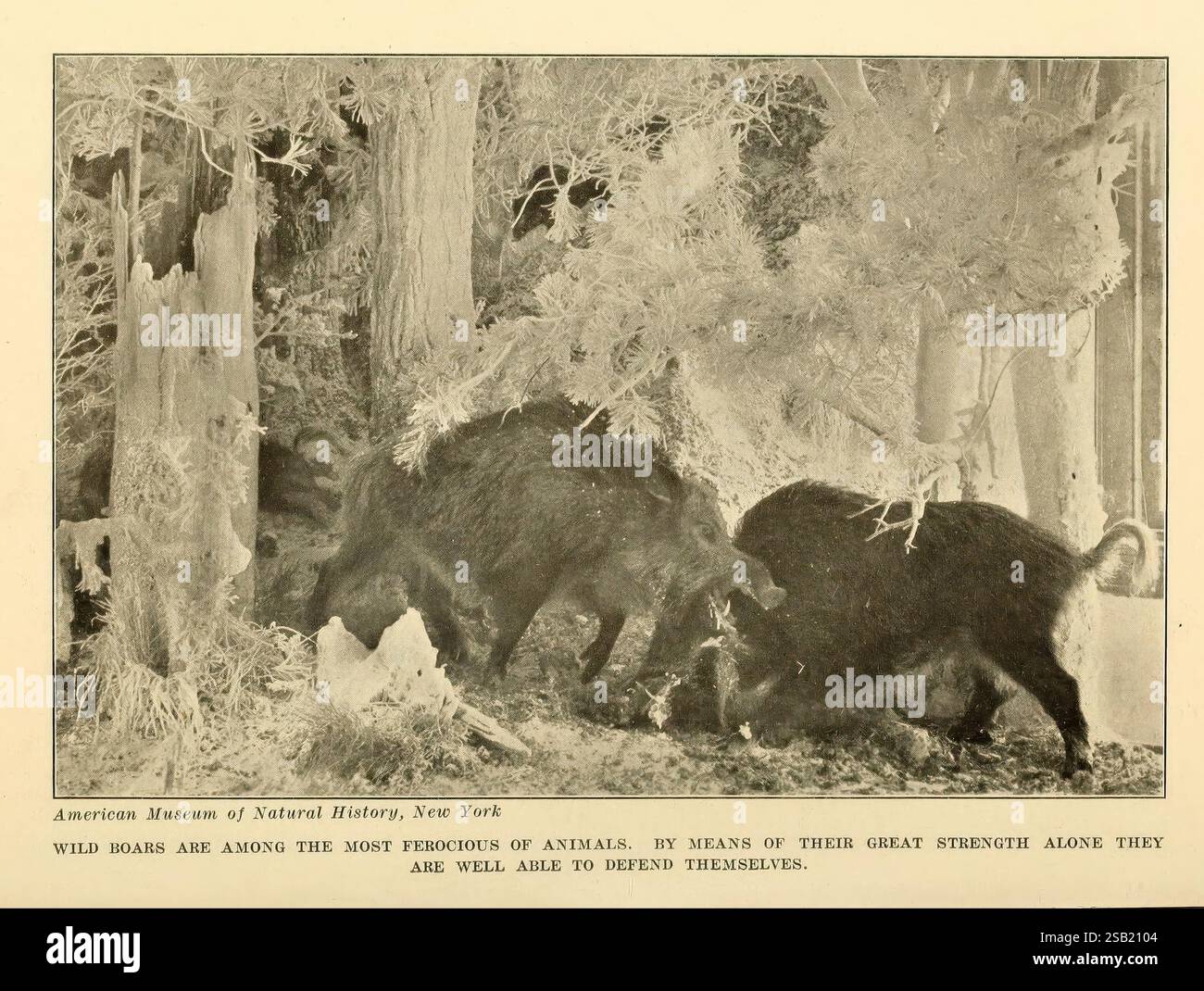 Boars reputation hi-res stock photography and images - Alamy