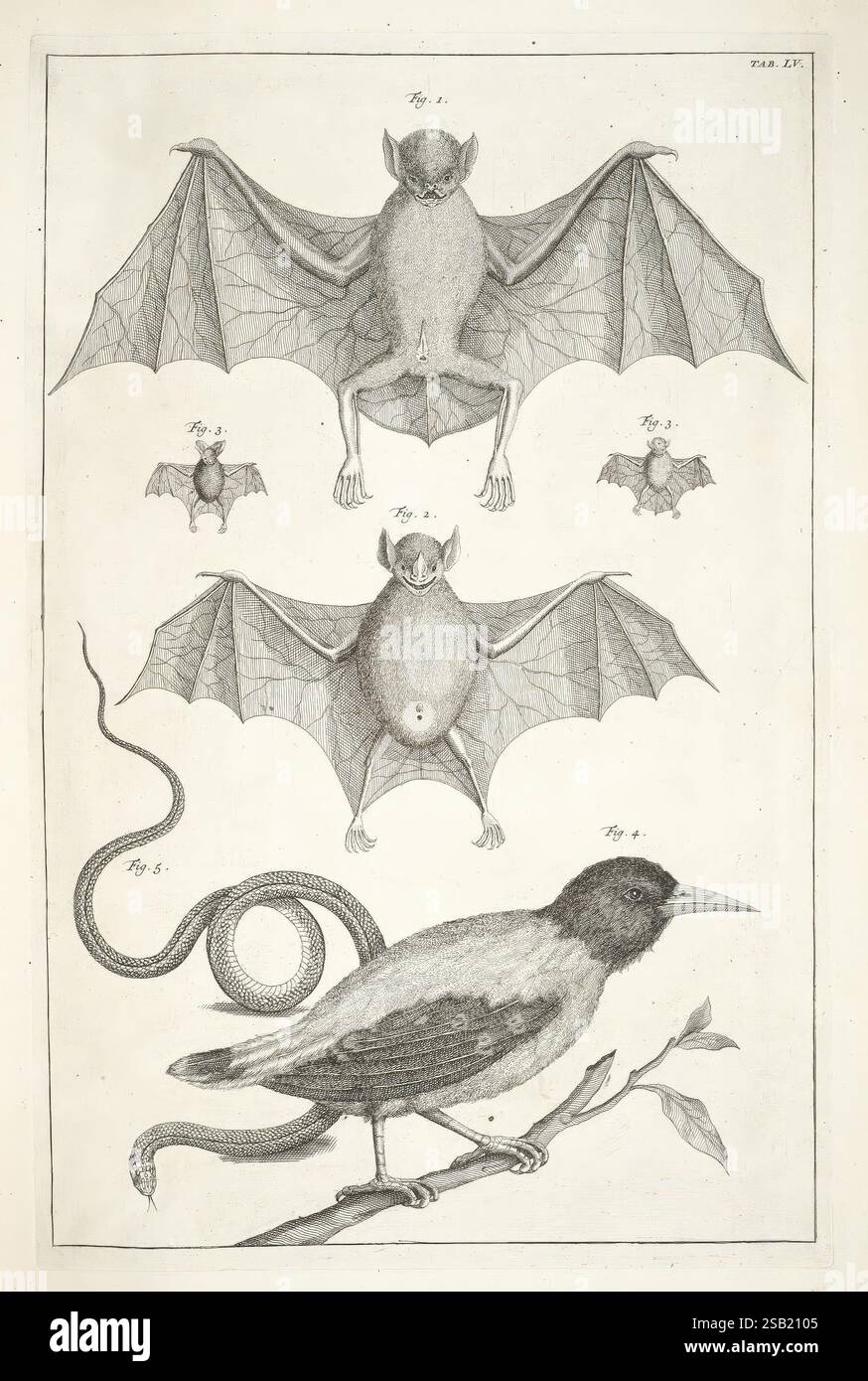 Bats depicted hi-res stock photography and images - Alamy